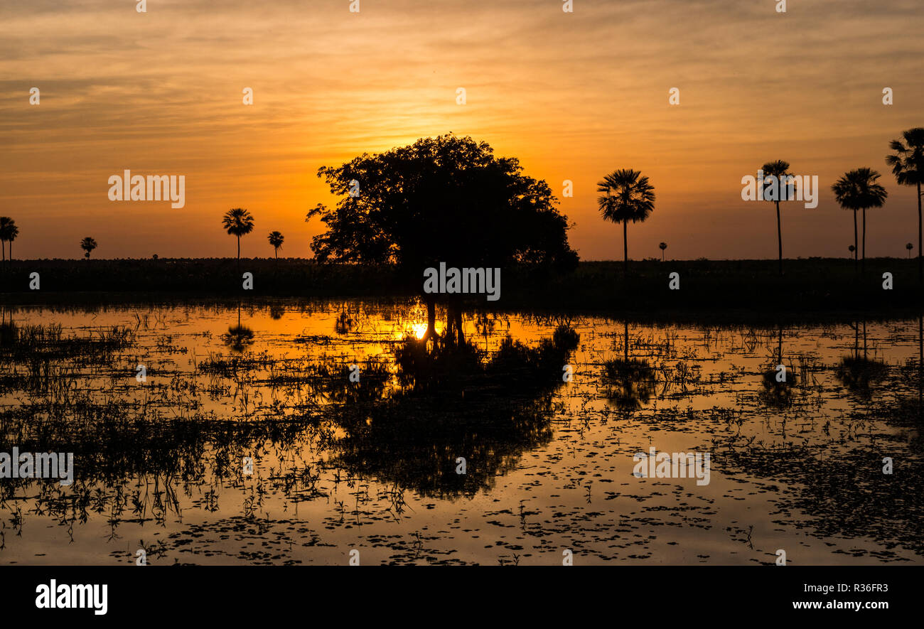 Magical Golden Sunset in the Pantanal Wetlands in Paraguay. The ...