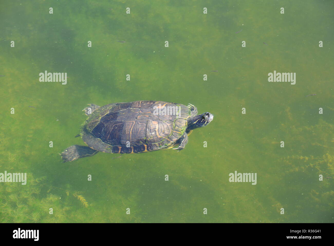 Terrapin in a pond in Florida Stock Photo - Alamy