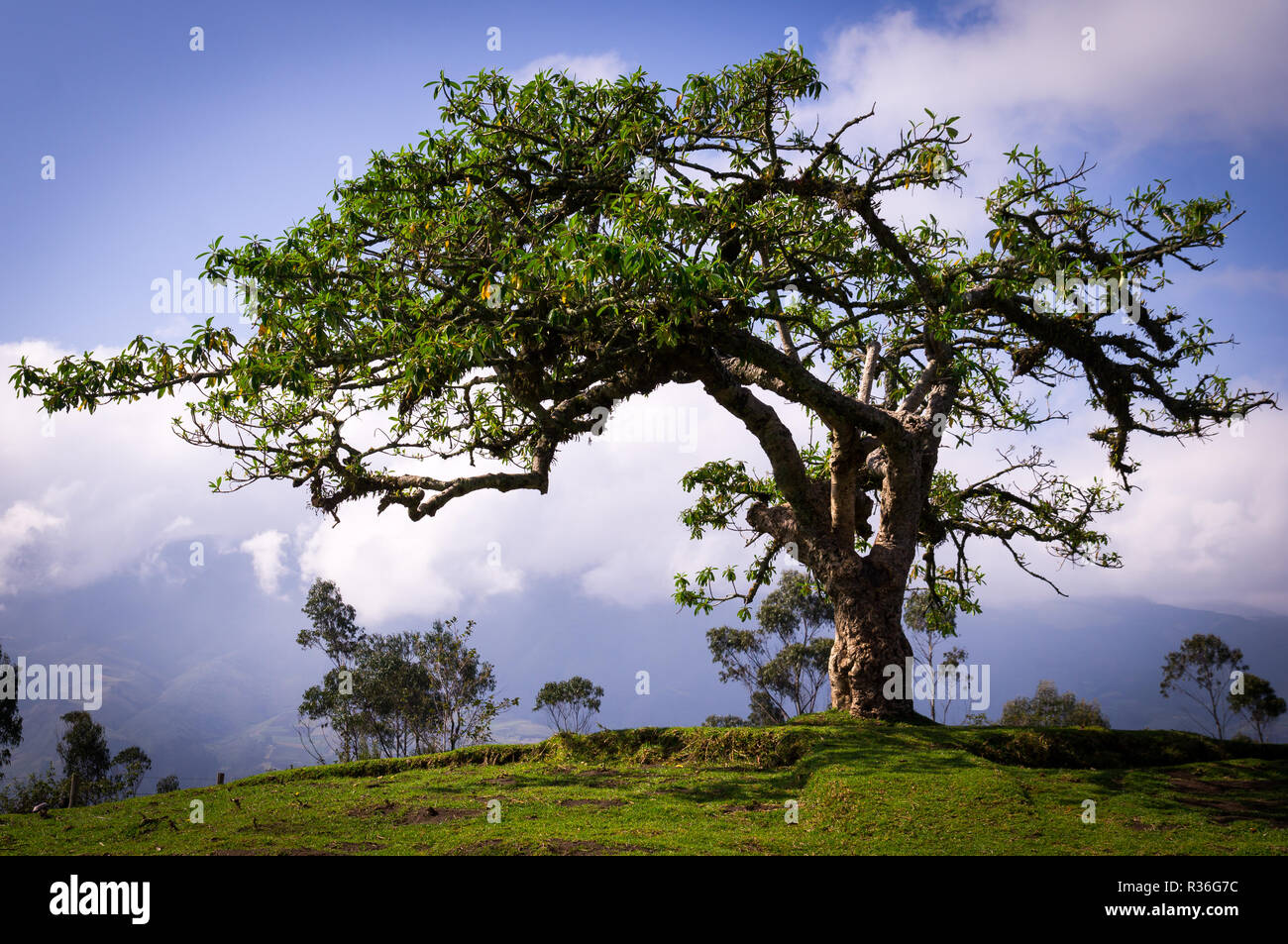 El Lechero, a sacred tree of a local mythology in Otavalo, Ecuador ...
