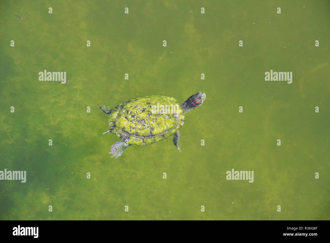 Terrapin in shallow water hi-res stock photography and images - Alamy