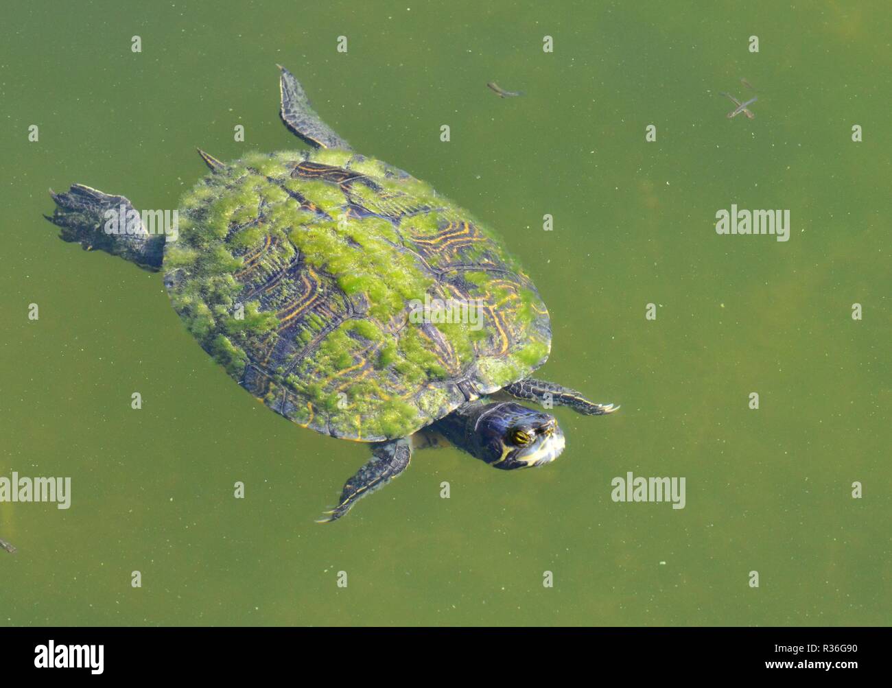 Terrapin in shallow water hi-res stock photography and images - Alamy