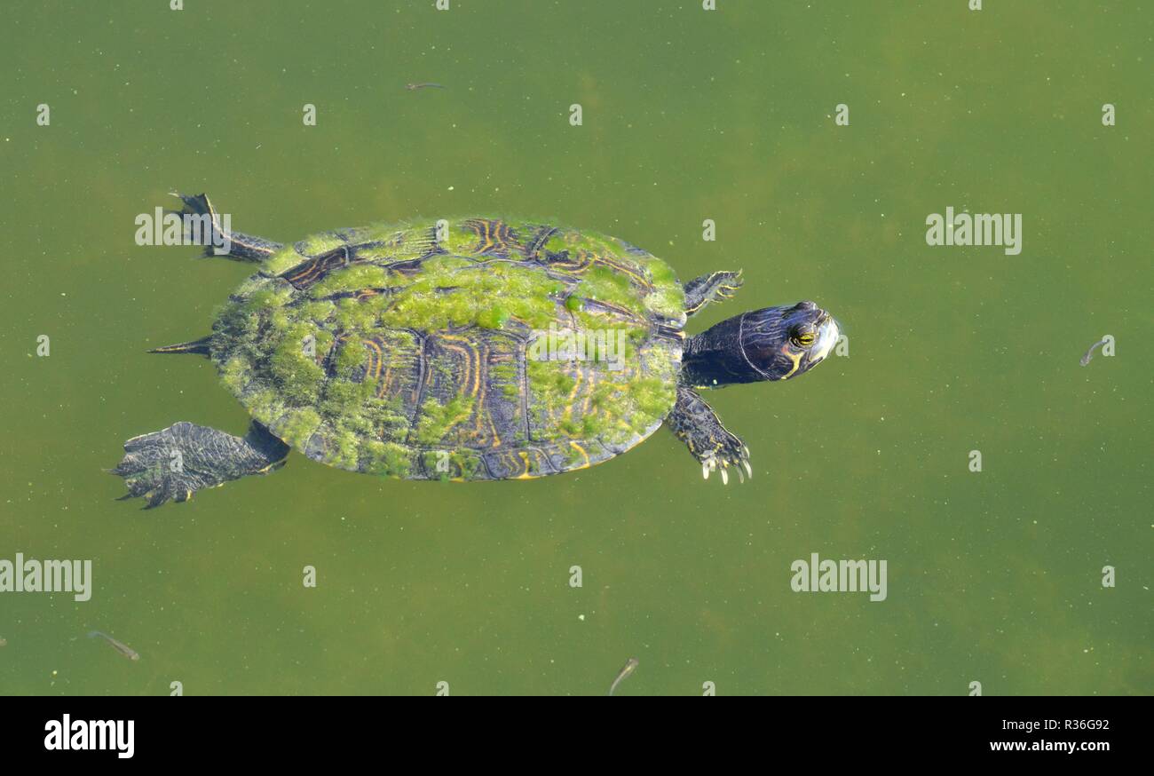 Terrapin in a pond in Florida Stock Photo - Alamy