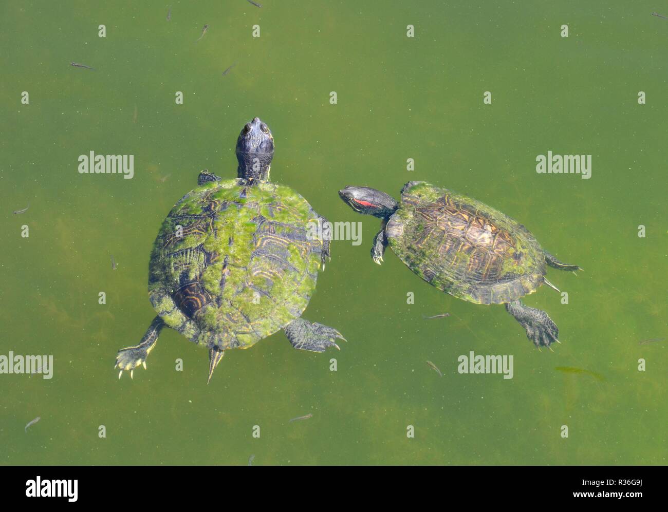Terrapin in a pond in Florida Stock Photo - Alamy