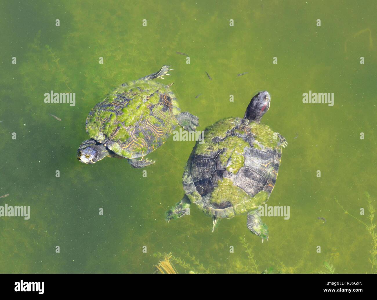 Terrapin in a pond in Florida Stock Photo - Alamy