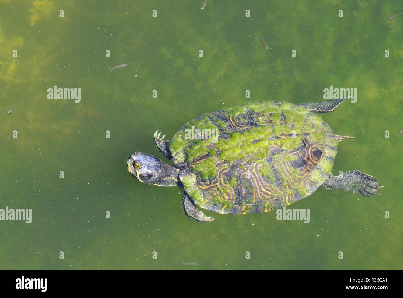 Terrapin in shallow water hi-res stock photography and images - Alamy