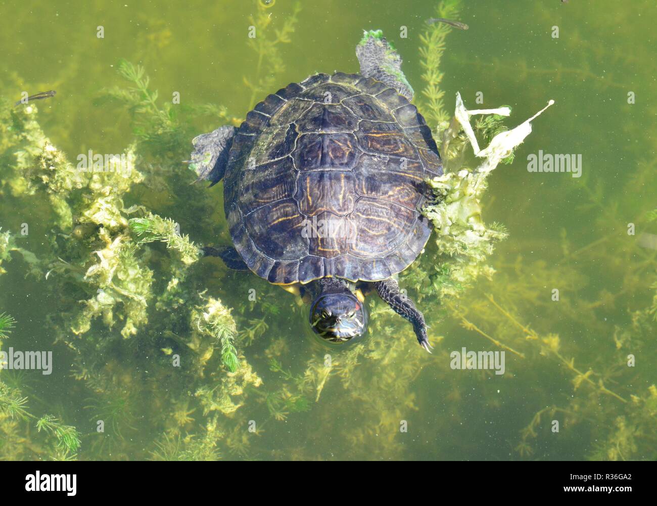 Terrapin in shallow water hi-res stock photography and images - Alamy