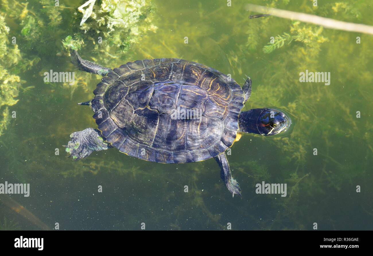 Terrapin in shallow water hi-res stock photography and images - Alamy