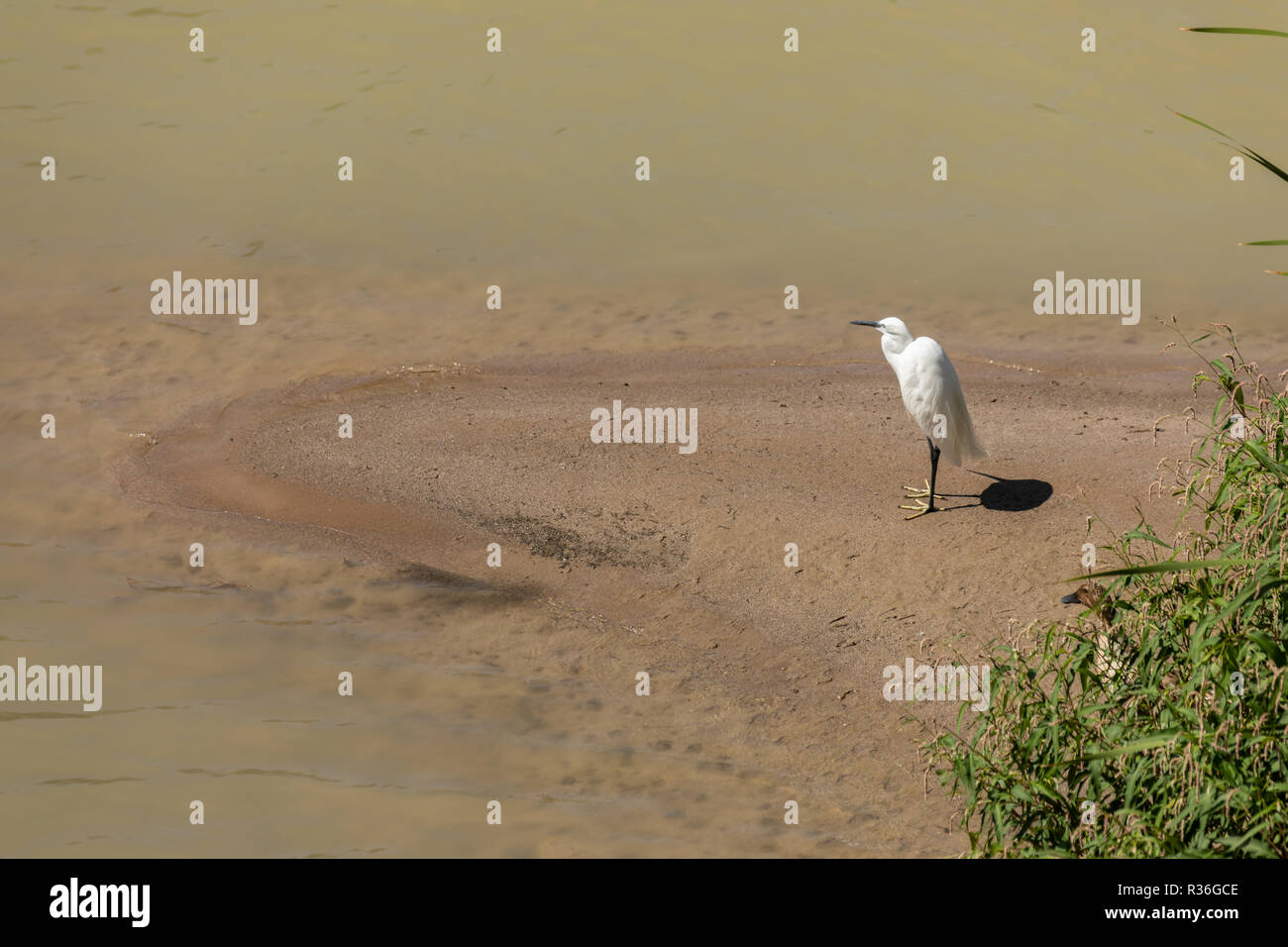 White mud river hi-res stock photography and images - Alamy
