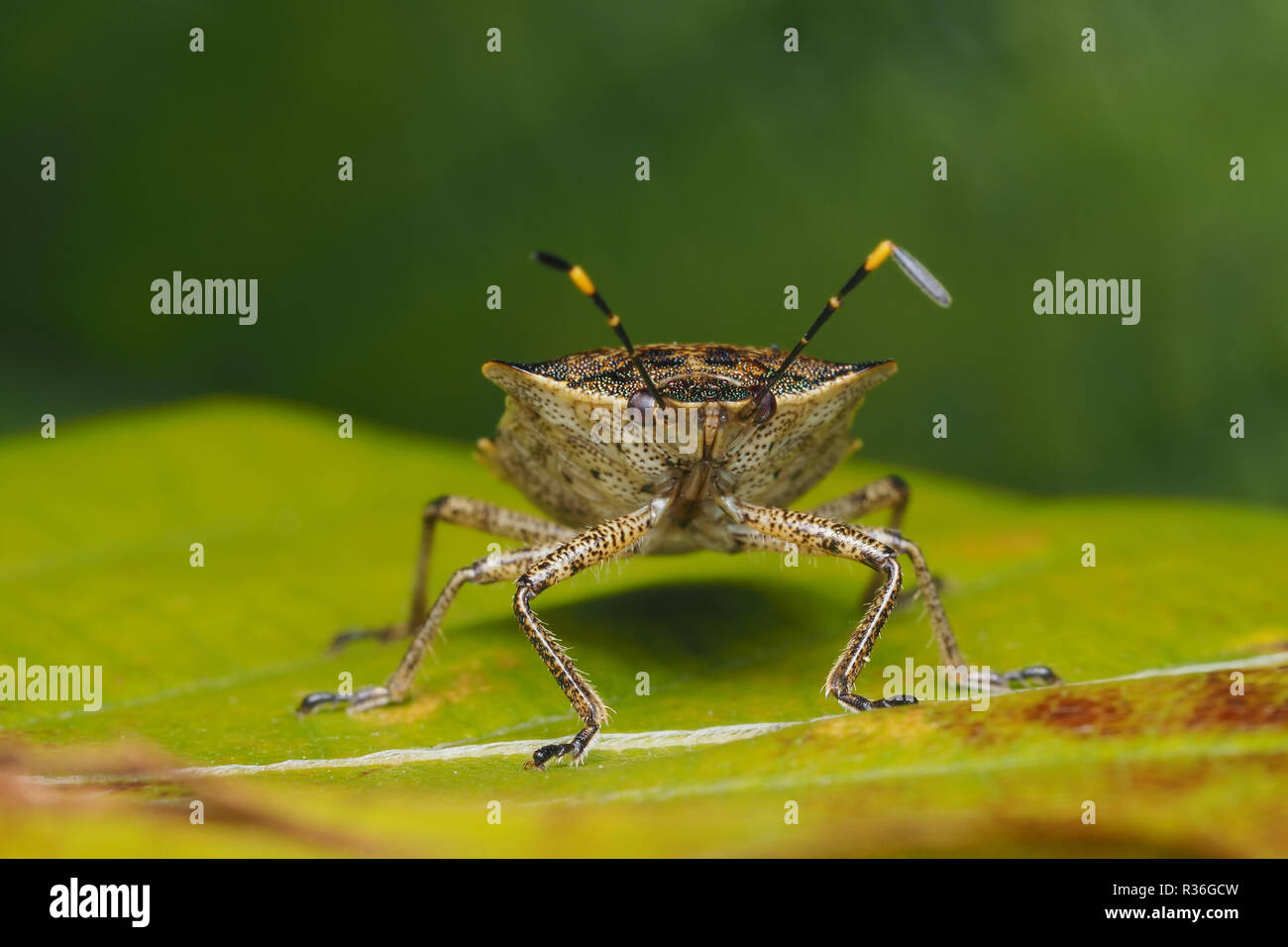 Frontal view of bronze shieldbug sitting on oak leaf hi-res stock ...