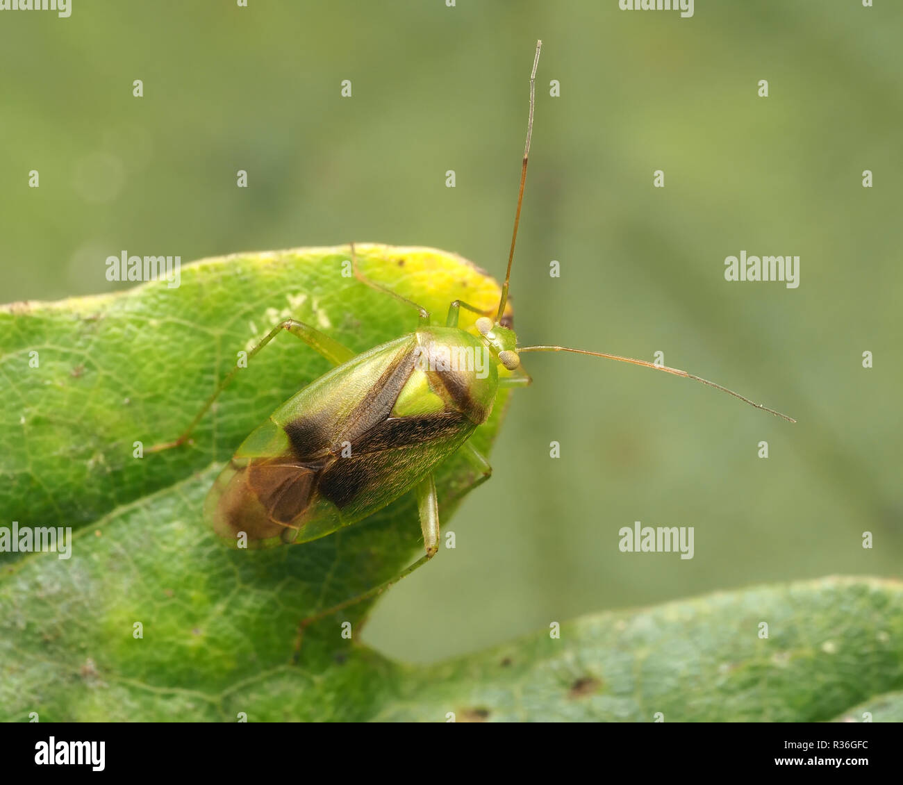 Neolygus viridis mirid bug resting on tip of oak leaf. Tipperary ...