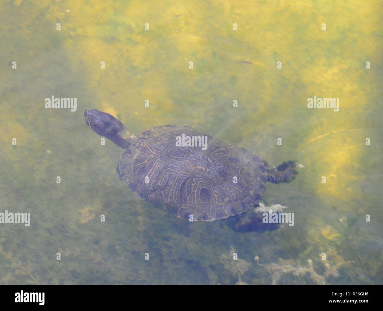 Terrapin in a pond in Florida Stock Photo - Alamy