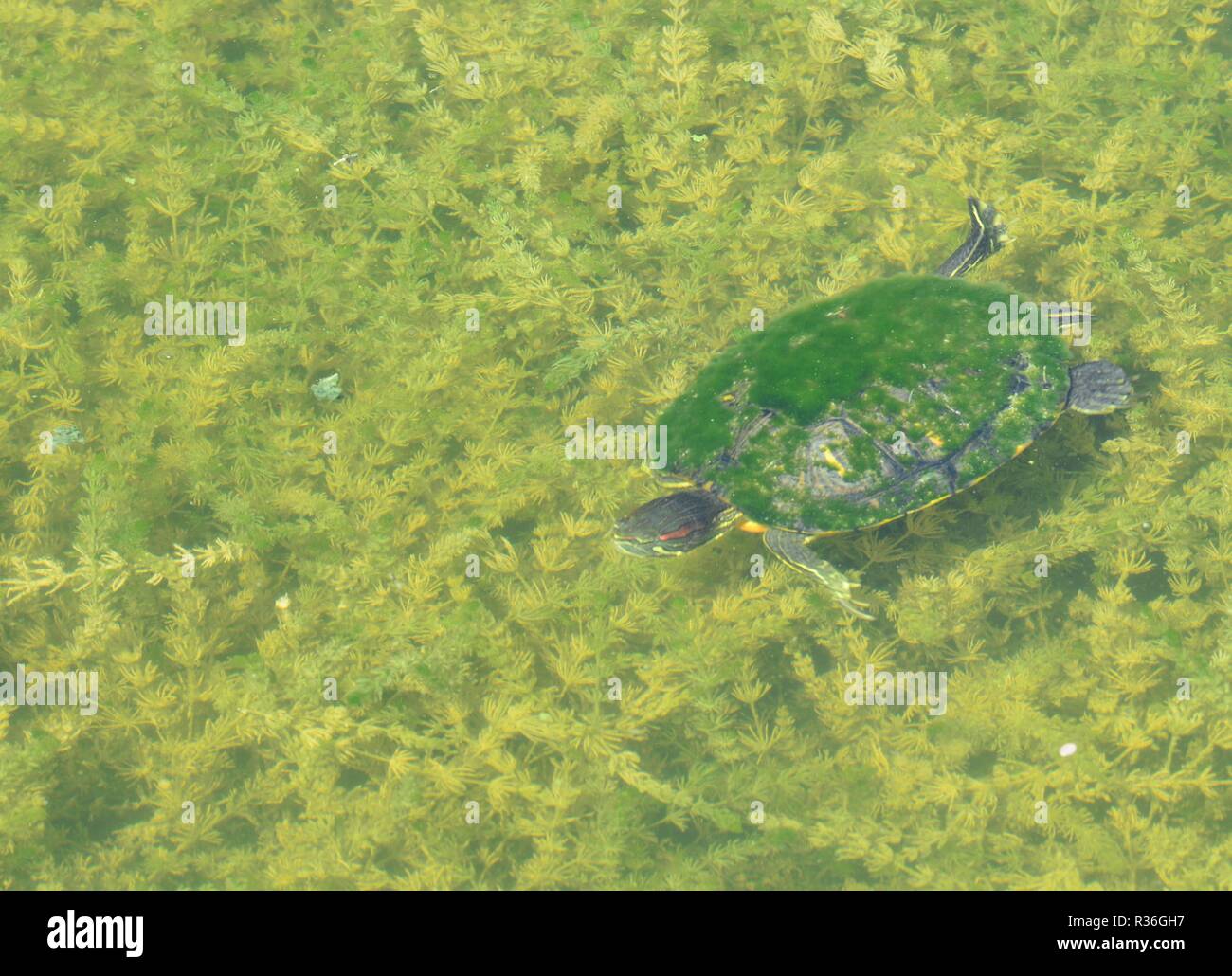Terrapin in shallow water hi-res stock photography and images - Alamy