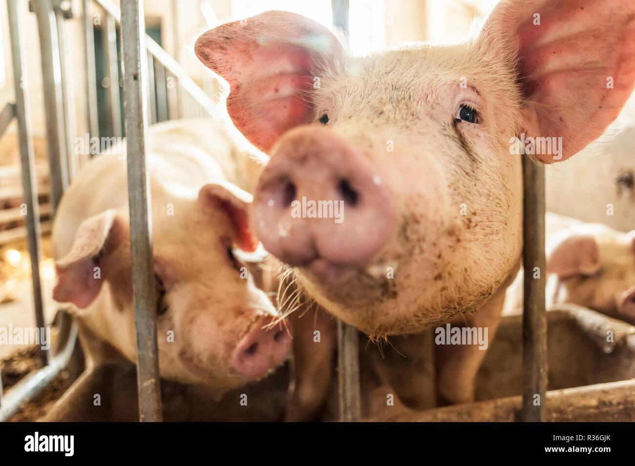 Muddy pig pen with pigs hi-res stock photography and images - Alamy