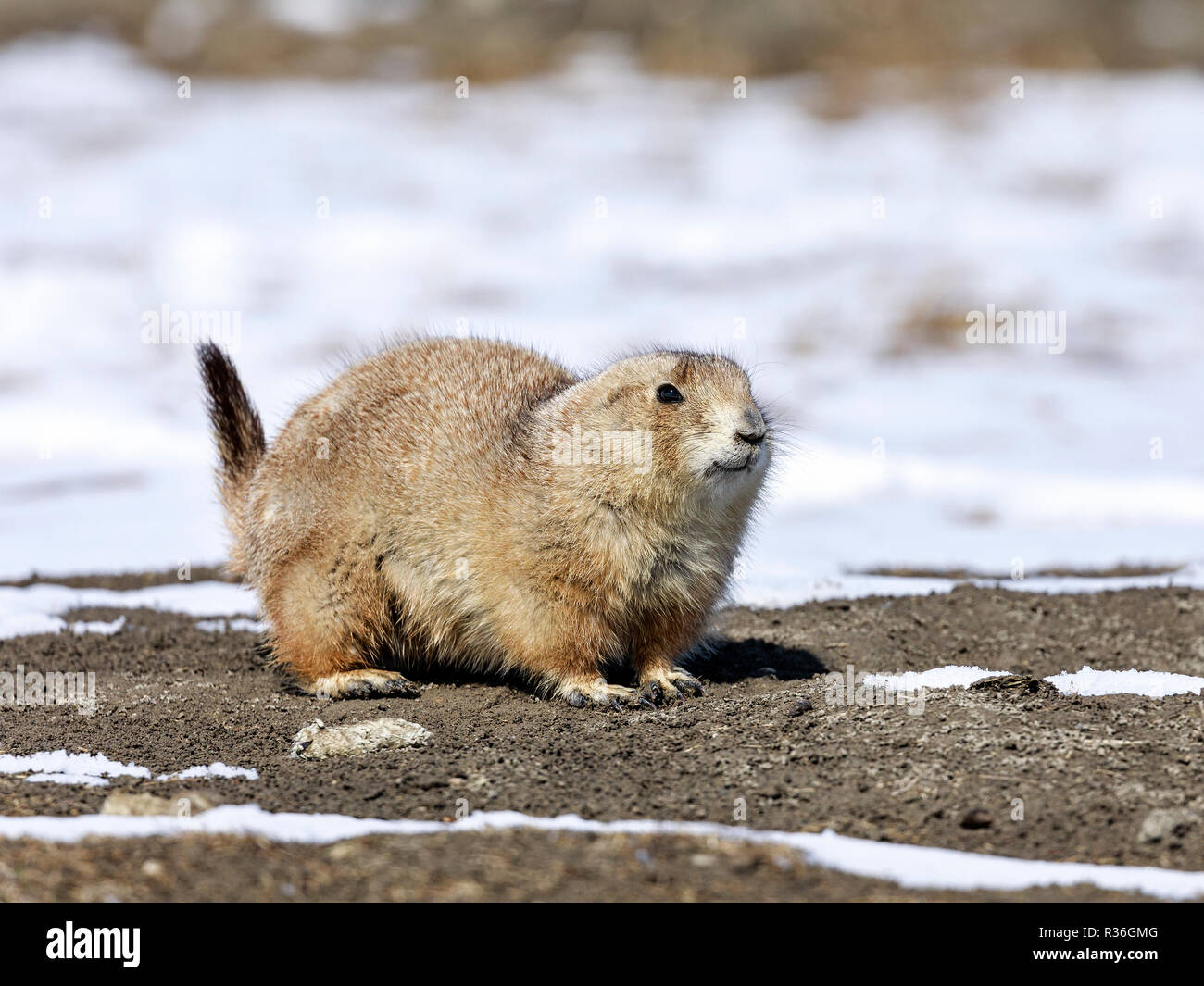 Where Do Prairie Dogs Go In The Winter