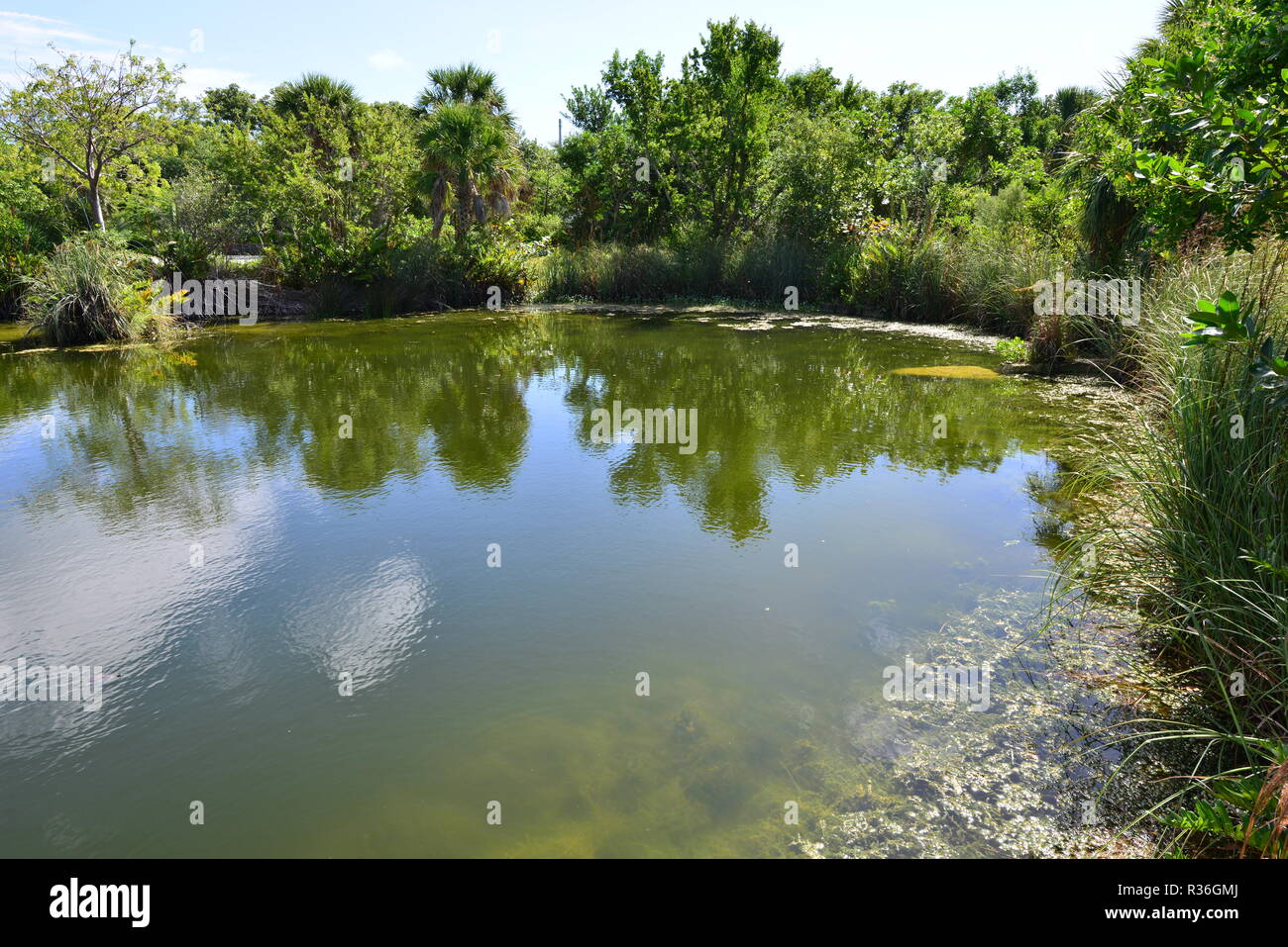 A pond at the Florida Keys in Florida Stock Photo - Alamy