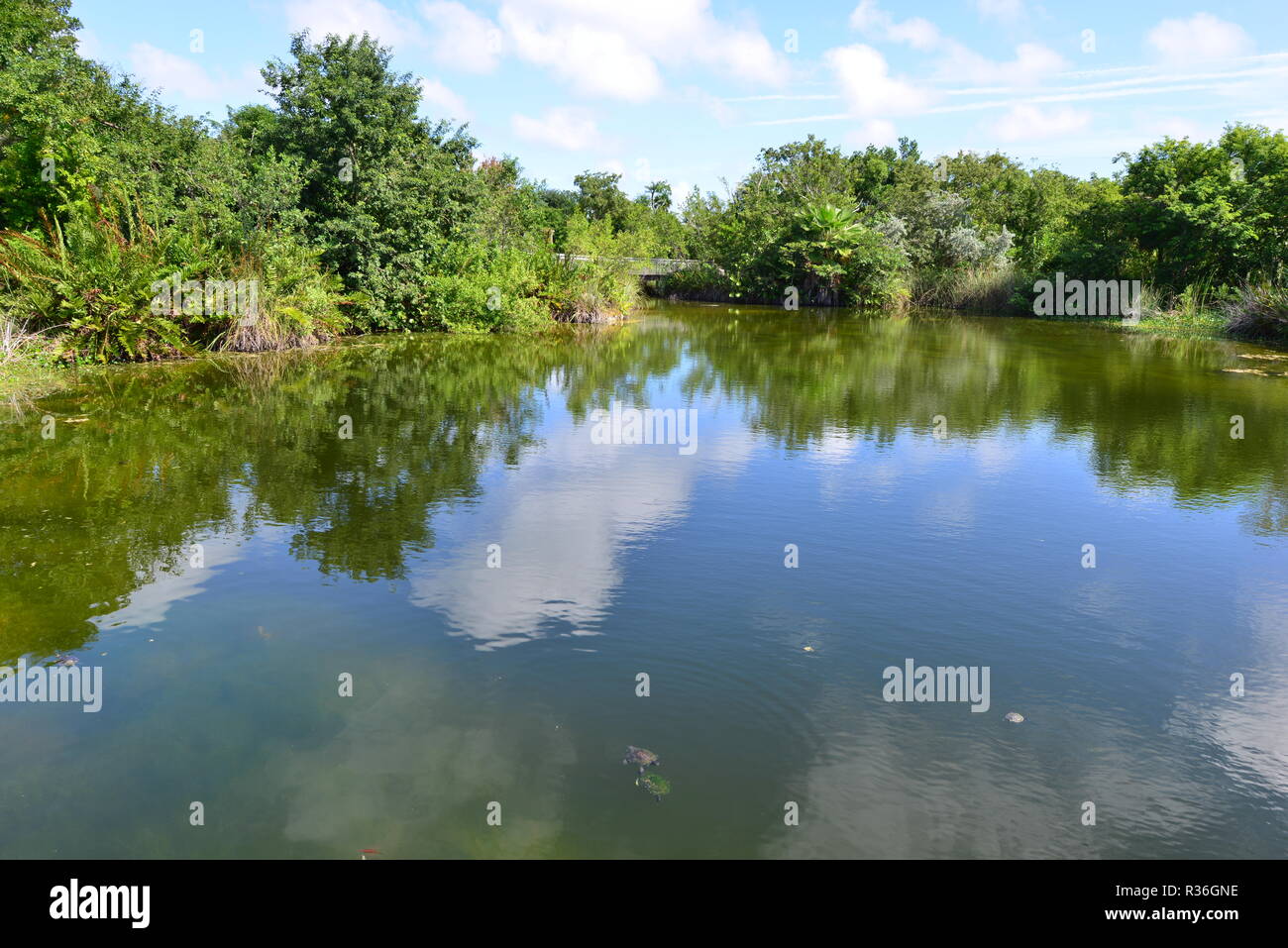 A pond at the Florida Keys in Florida Stock Photo - Alamy