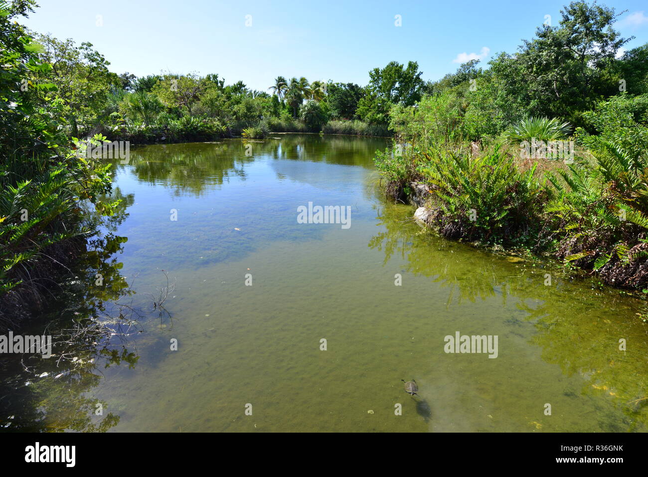 A pond at the Florida Keys in Florida Stock Photo - Alamy