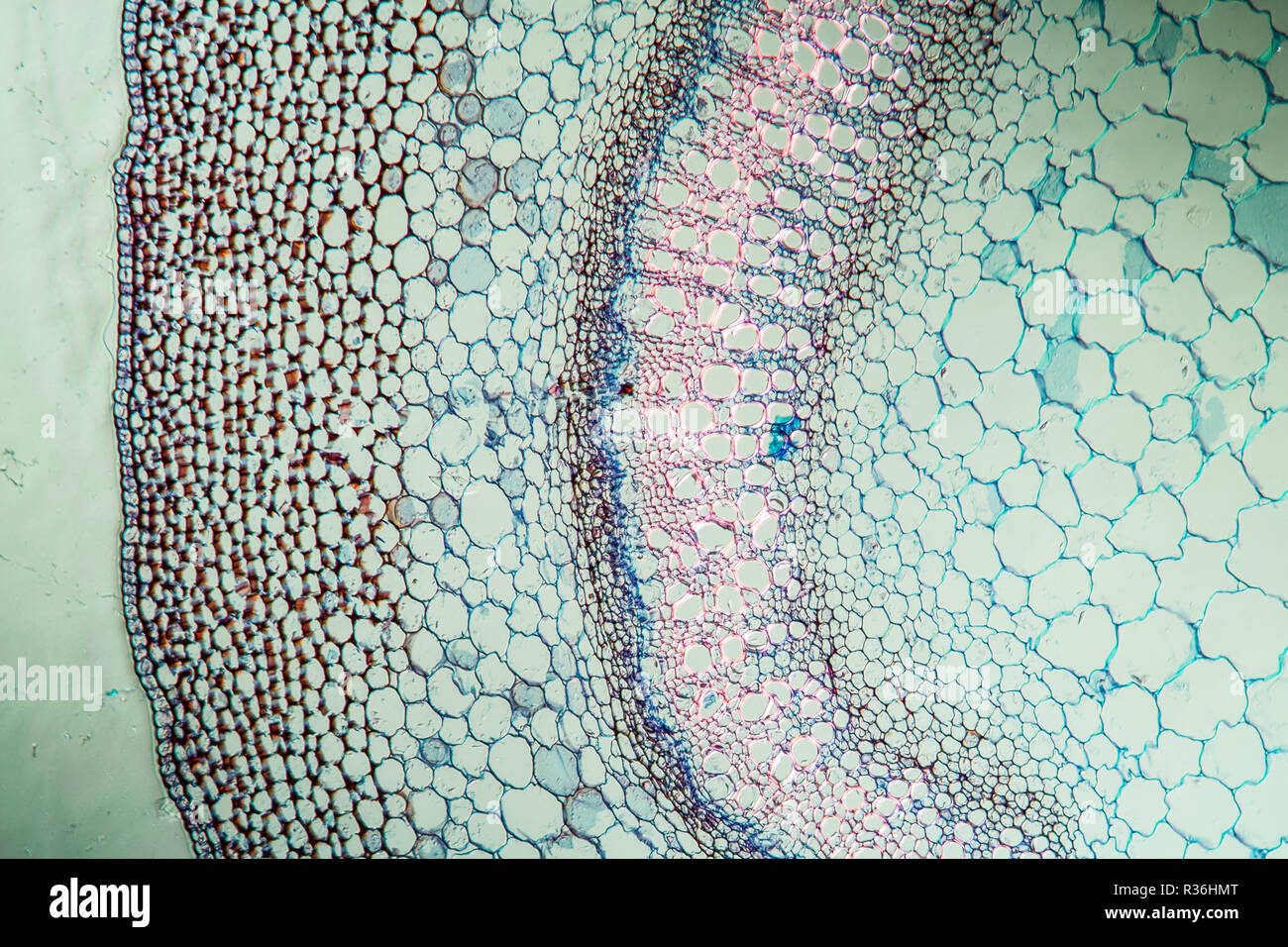 Nettle cells hi-res stock photography and images - Alamy