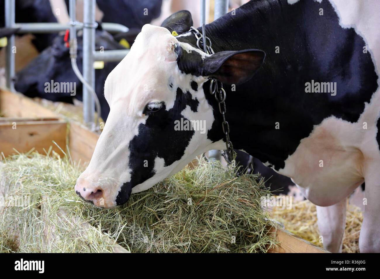 Black cows eating hay in the stable on farm Stock Photo - Alamy