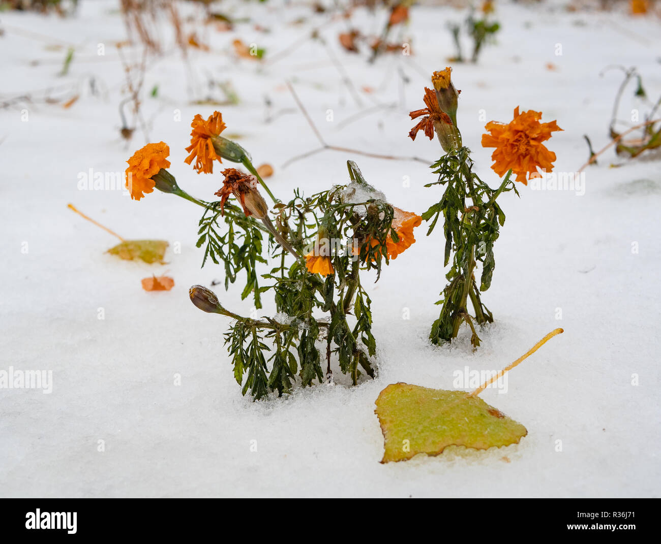 frozen yellow red carnations covered with snow. winter came suddenly ...