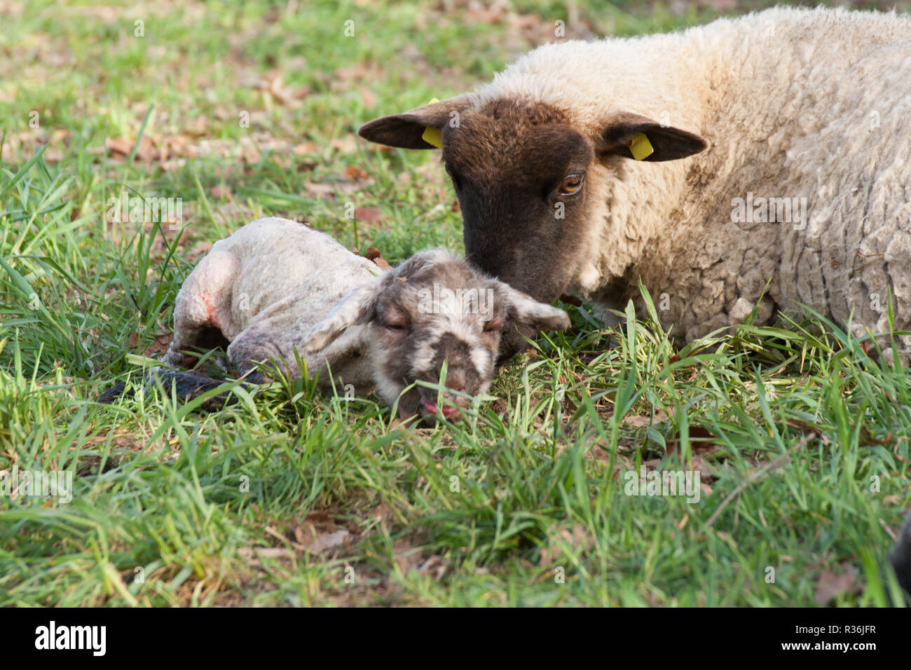 sheep with newborn lamb Stock Photo - Alamy