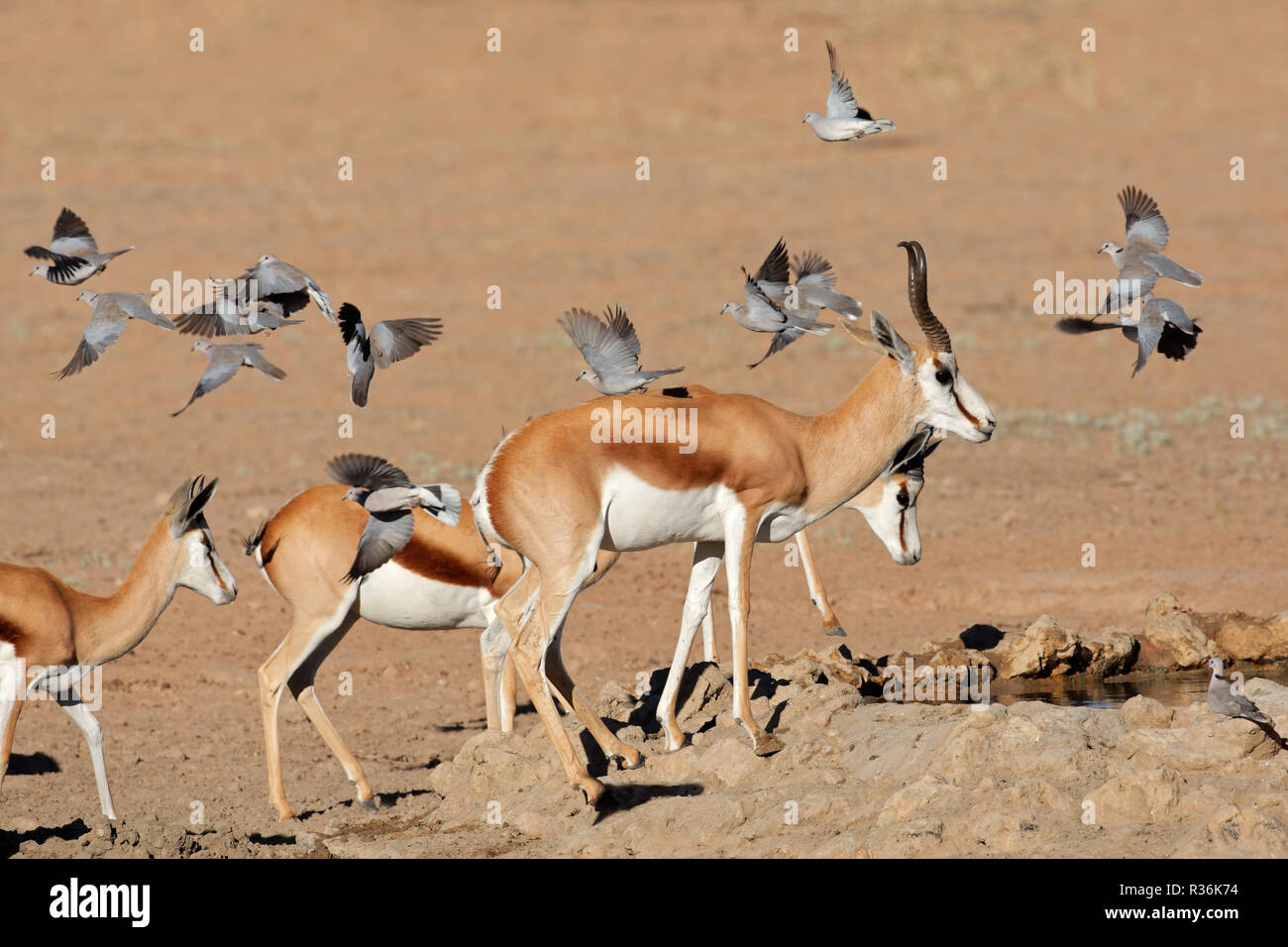 Flying springbok hi-res stock photography and images - Alamy