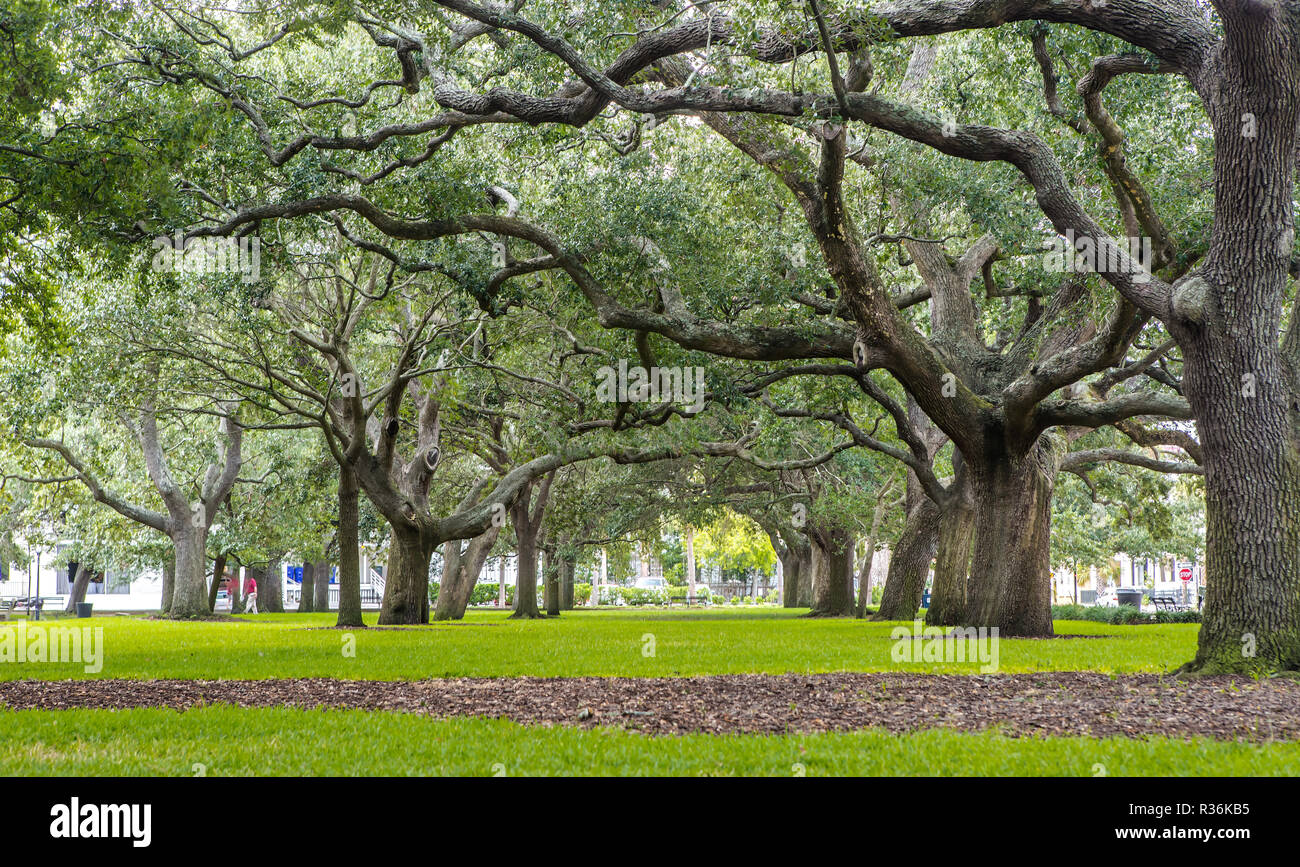 Oak Trees in White Point Garden in Charleston, SC Stock Photo - Alamy