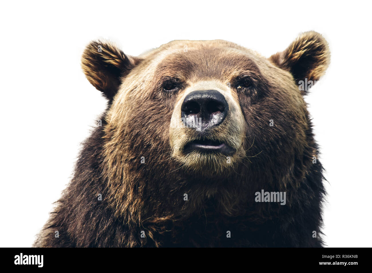Black Bear Close Up Profile View High Resolution Stock Photography and ...