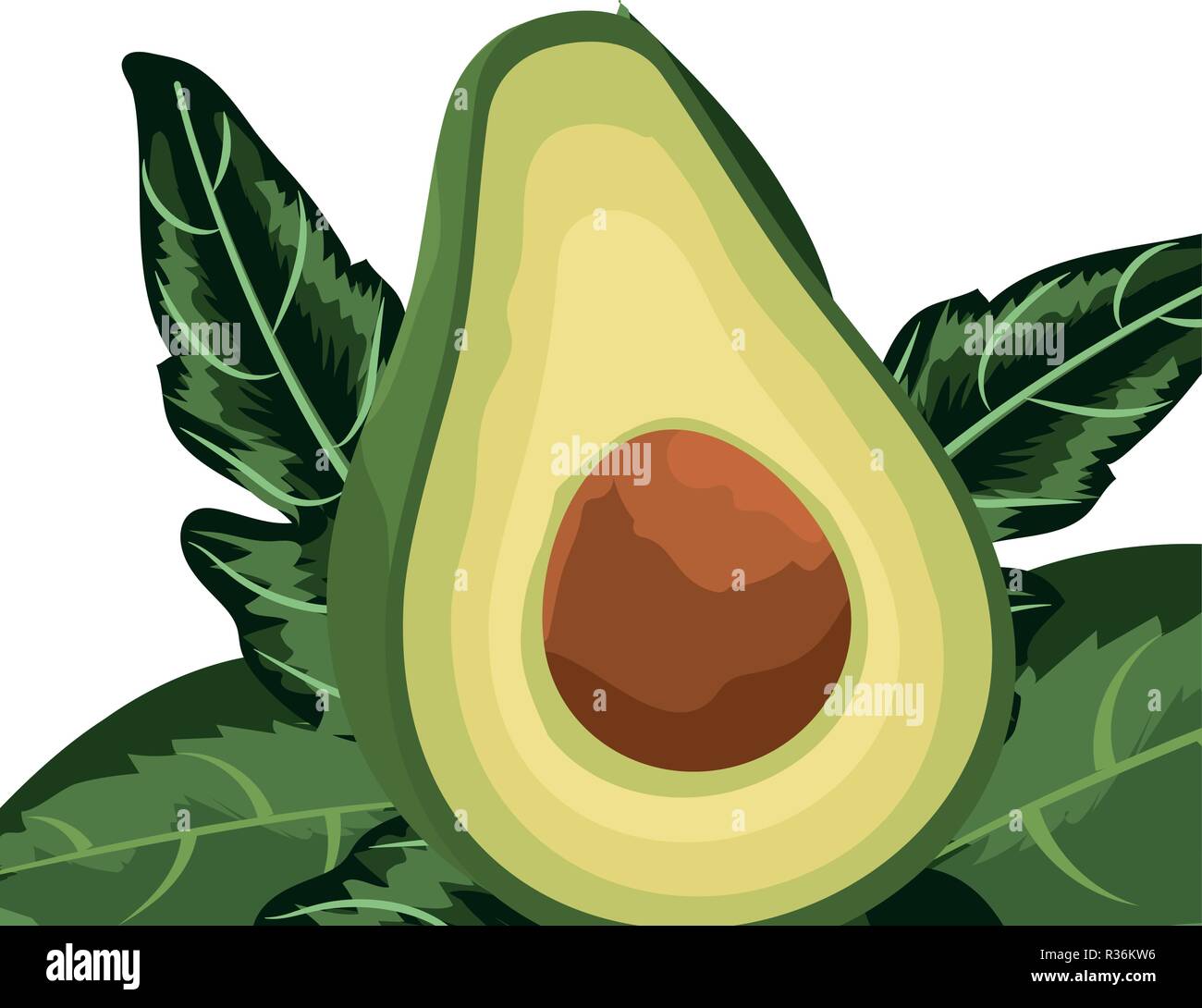tropical fruit avocado cartoon vector illustration graphic design Stock ...