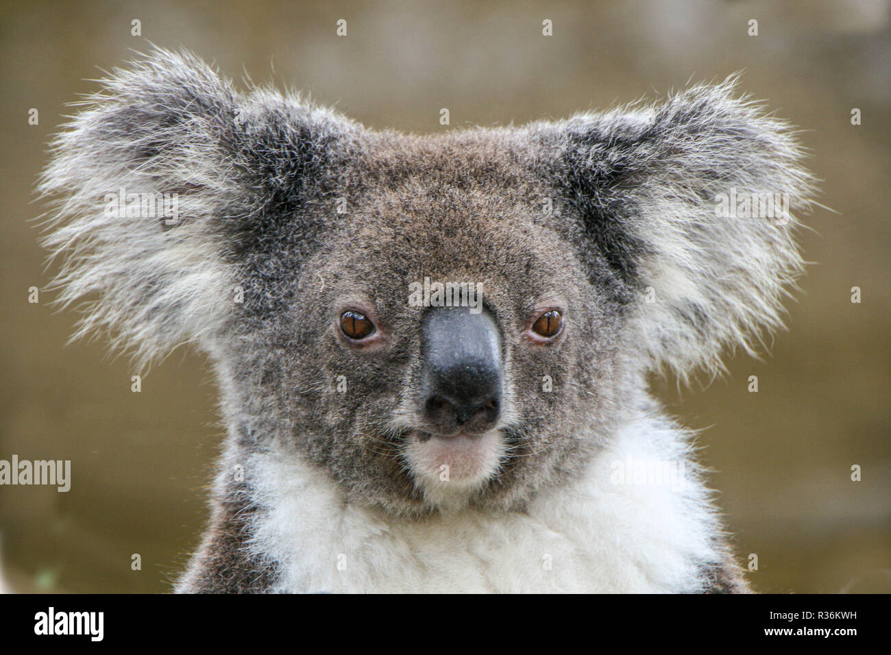 Koala nose hi-res stock photography and images - Alamy