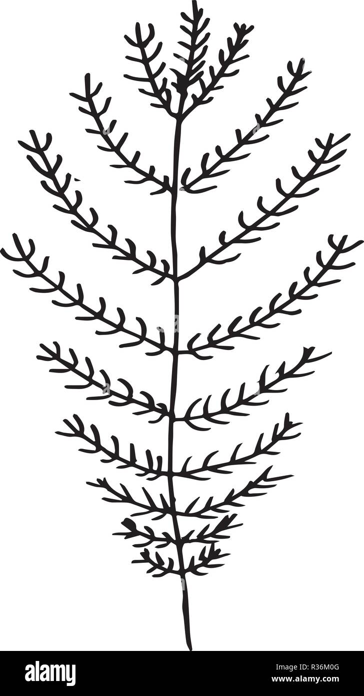 Branching leaf Stock Vector Images - Alamy