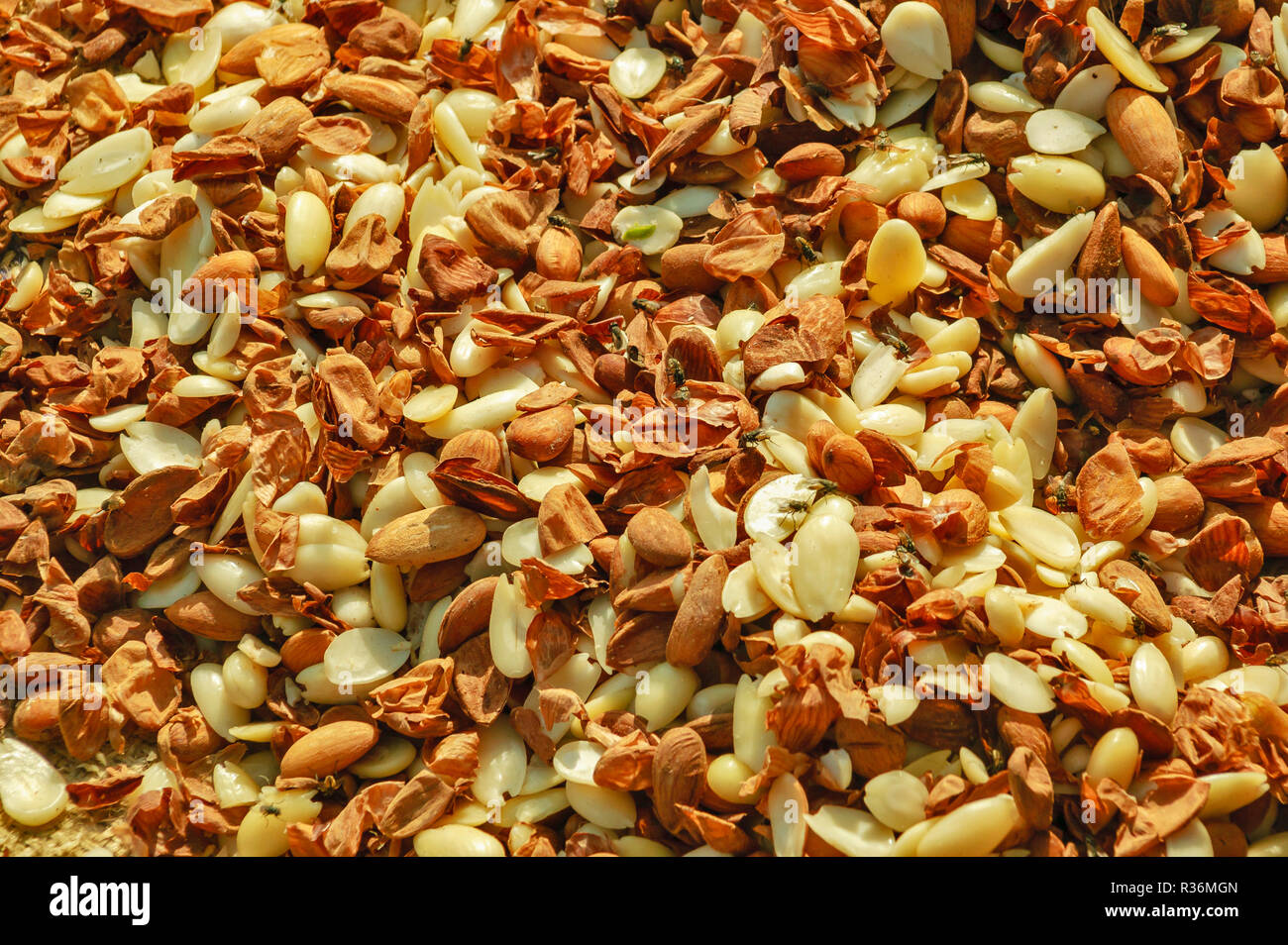 India flies hi-res stock photography and images - Alamy