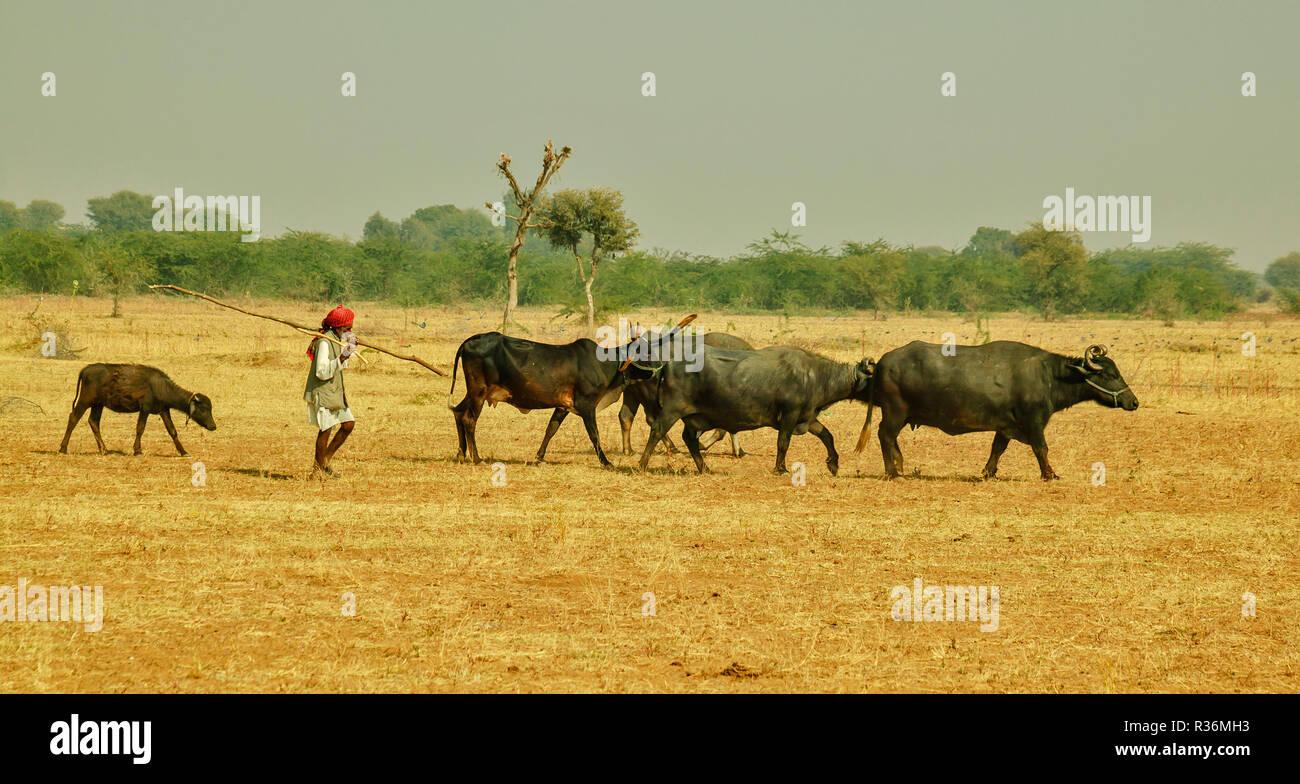 Hindu water buffalo hi-res stock photography and images - Alamy