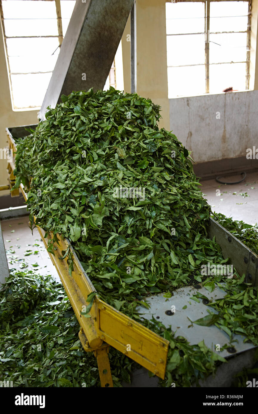 India kerala tea plants leaves plantation munnar camellia sinensis hi ...