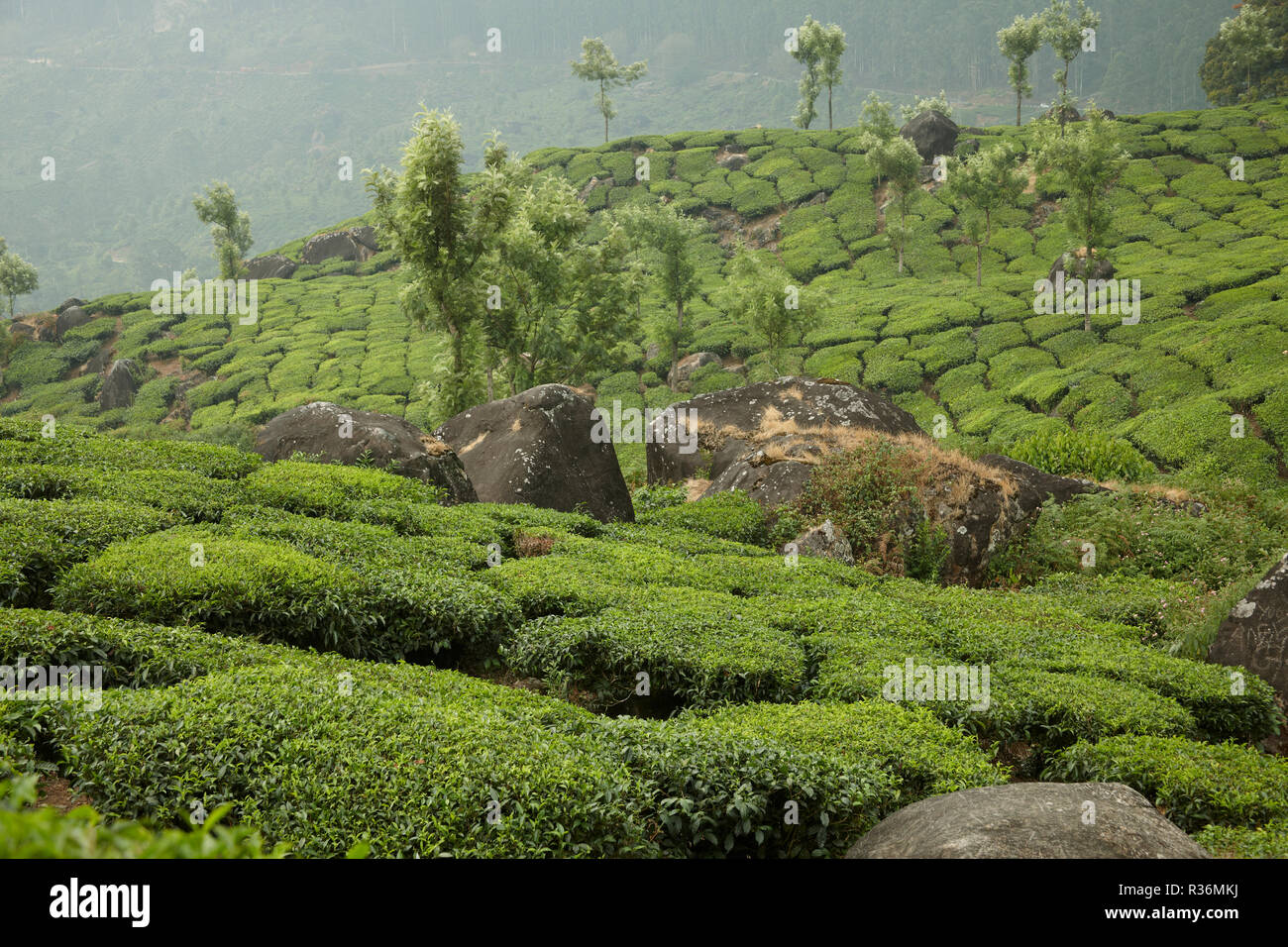 Indian agriculture hi-res stock photography and images - Alamy
