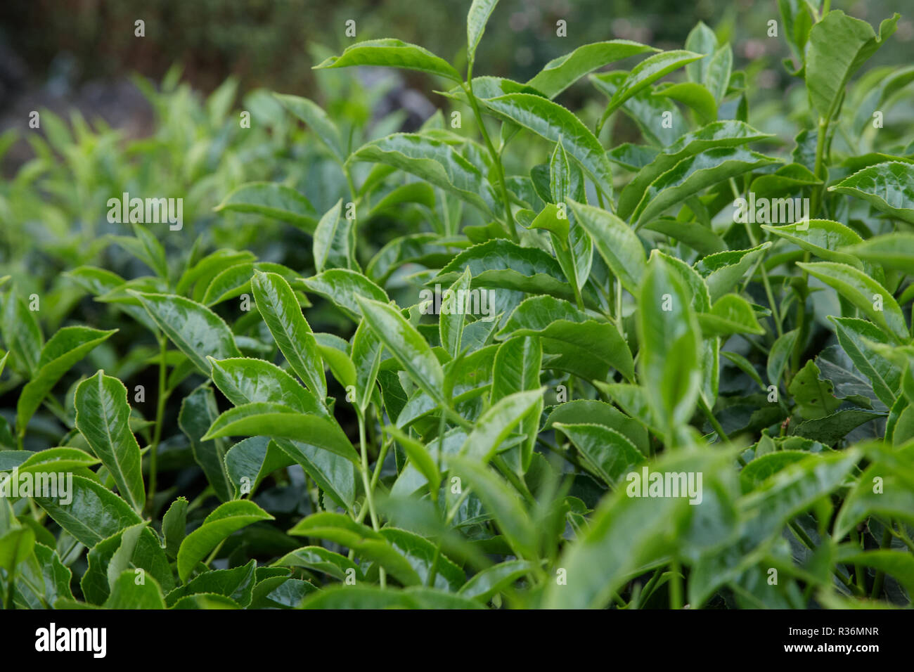 Indian tea picker hi-res stock photography and images - Alamy