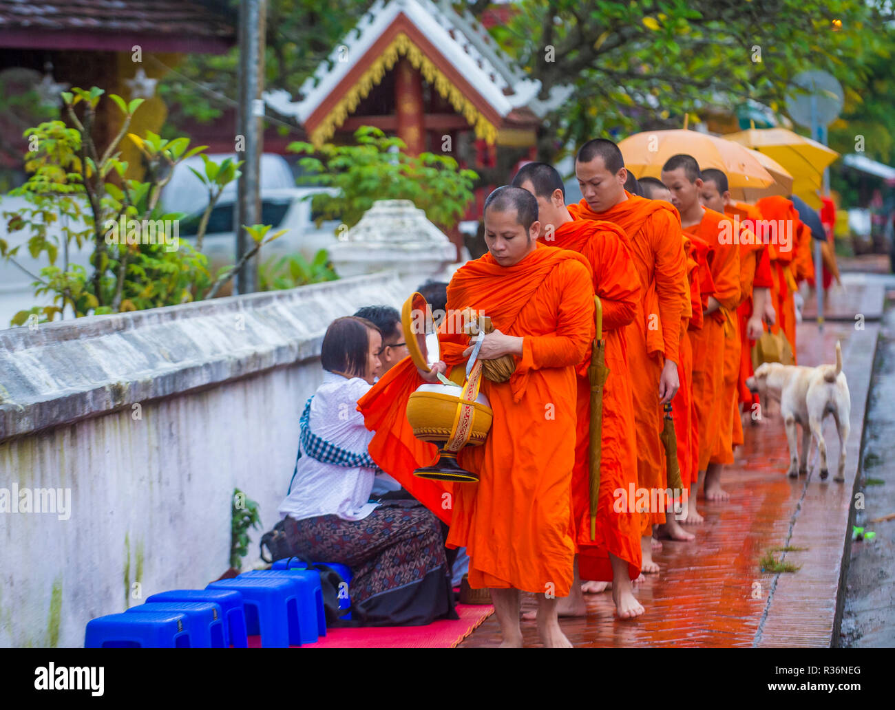 Buddhist alms giving ceremony in Luang Prabang Laos Stock Photo - Alamy