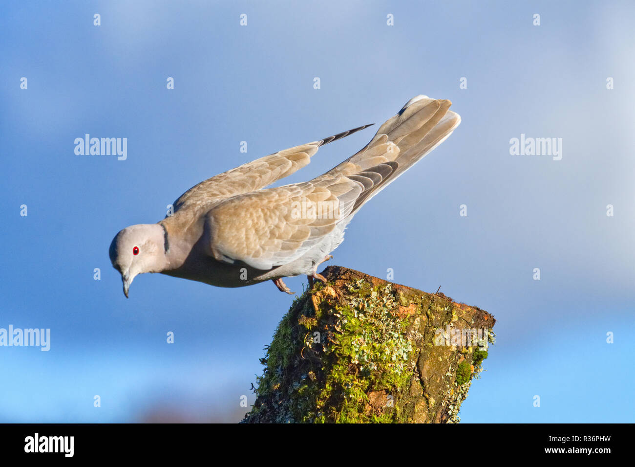Eurasian collard dove hi-res stock photography and images - Alamy