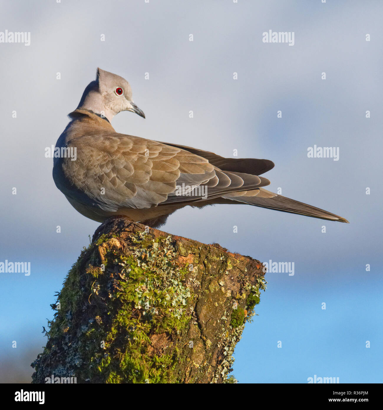 Eurasian collard dove hi-res stock photography and images - Alamy