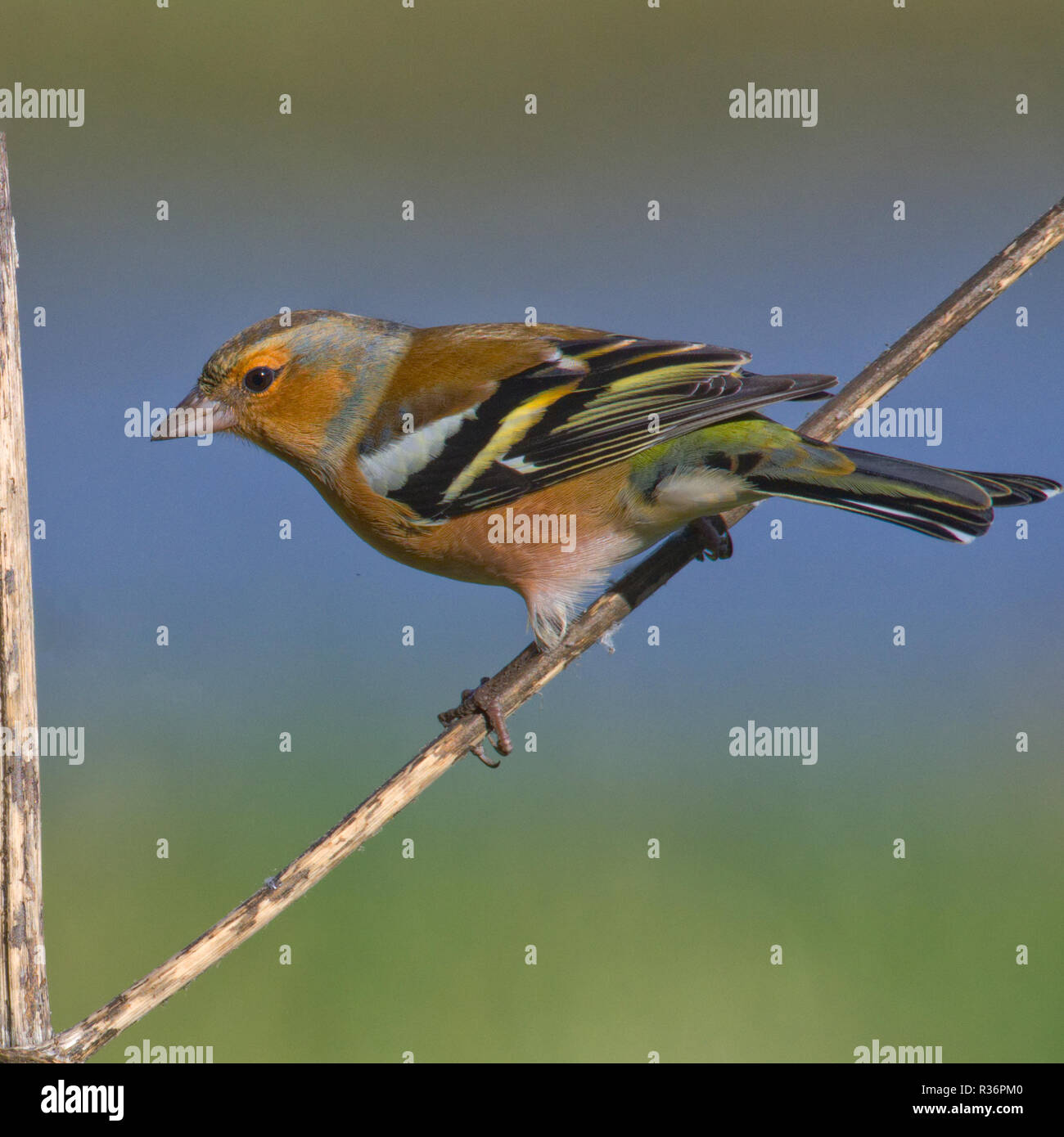 European chaffinch hi-res stock photography and images - Alamy