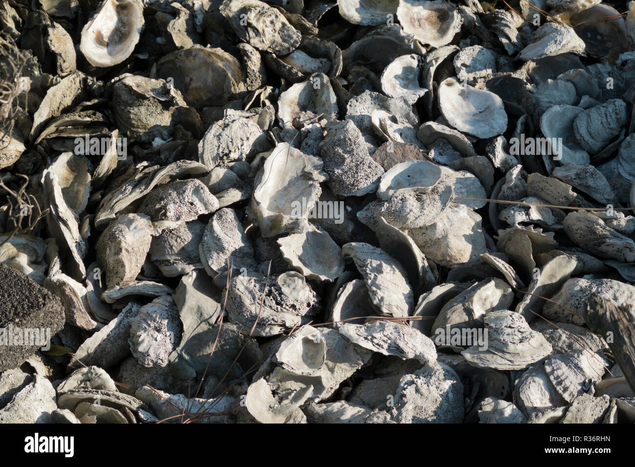 Pile of oyster shells hi-res stock photography and images - Alamy