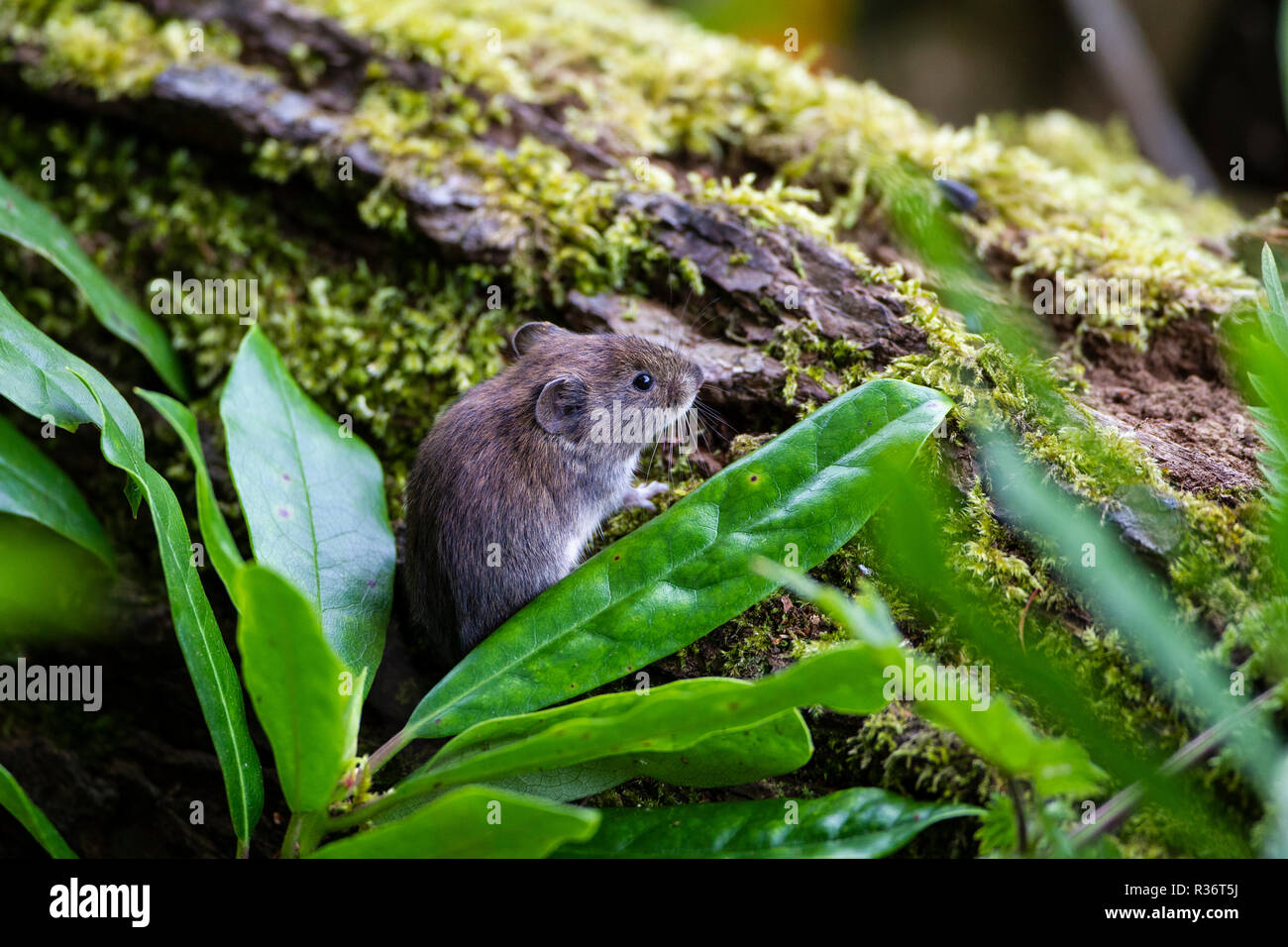 Peeping mouse hi-res stock photography and images - Alamy