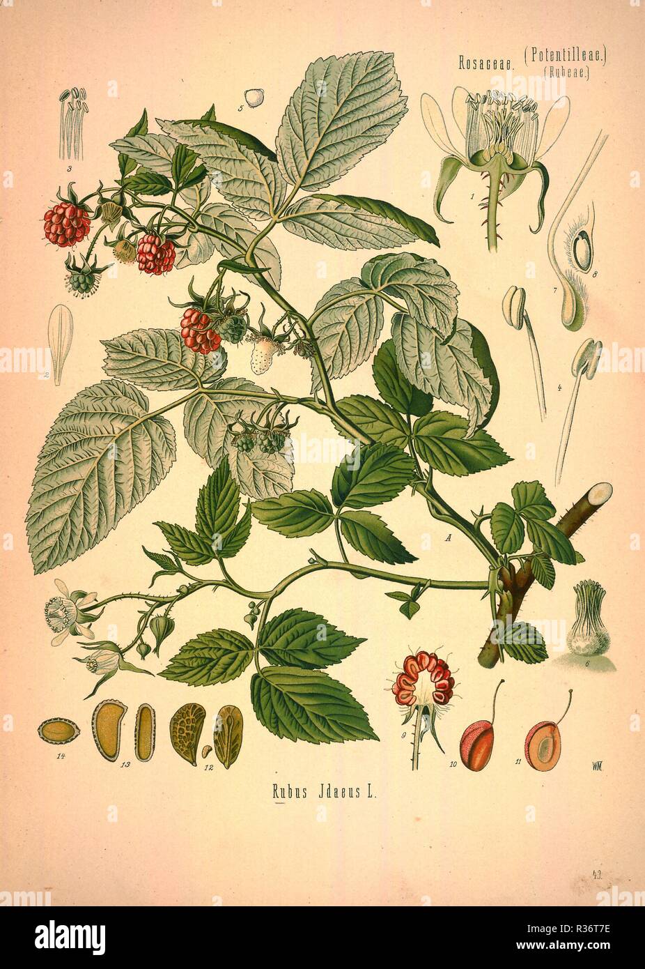 Beautiful vintage hand drawn illustrations of plants and flowers from ...