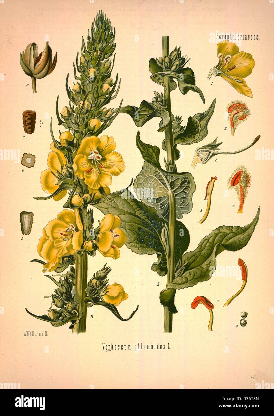 Beautiful vintage hand drawn illustrations of plants and flowers from ...