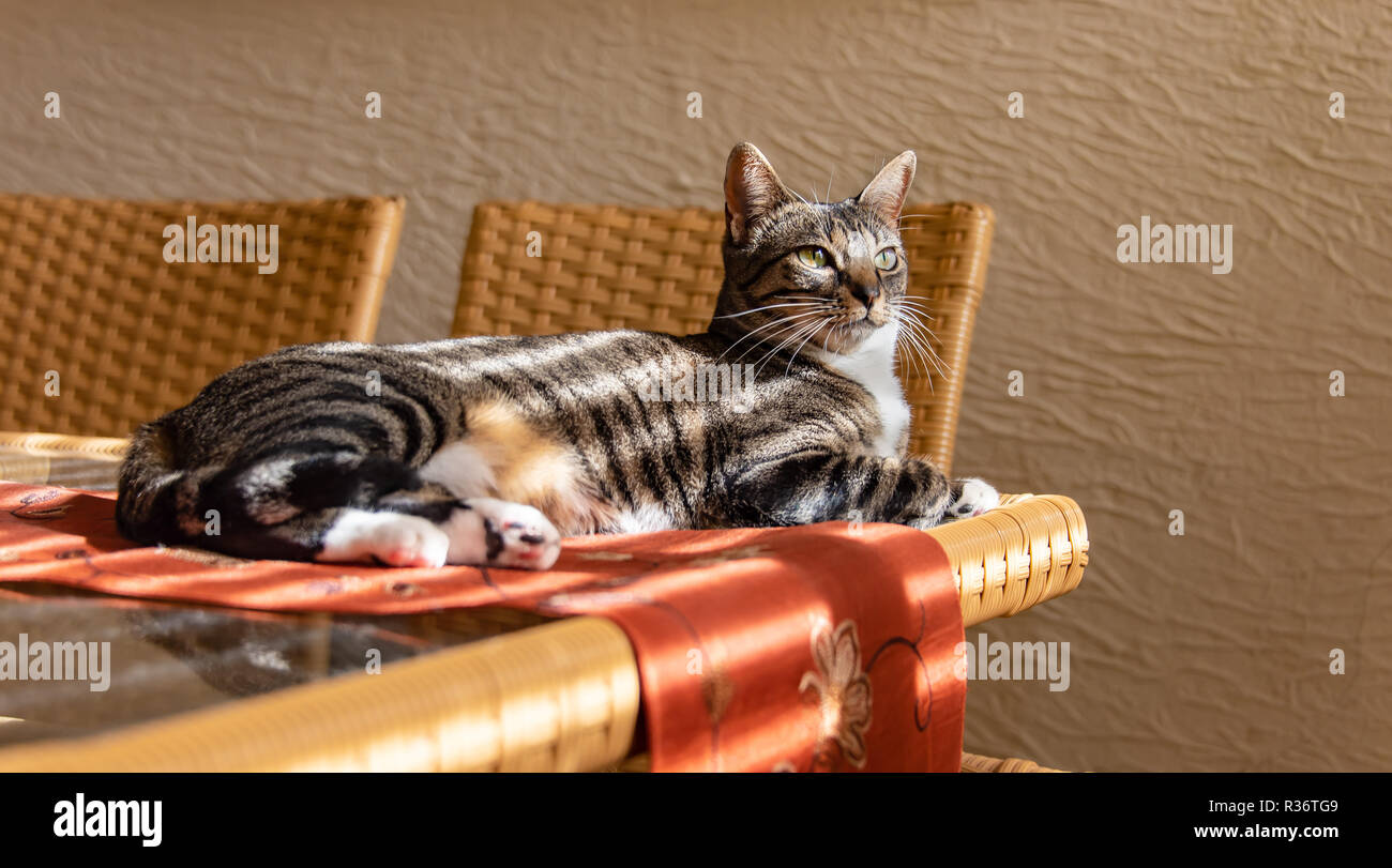 Sun rays on cat relaxing Stock Photo - Alamy