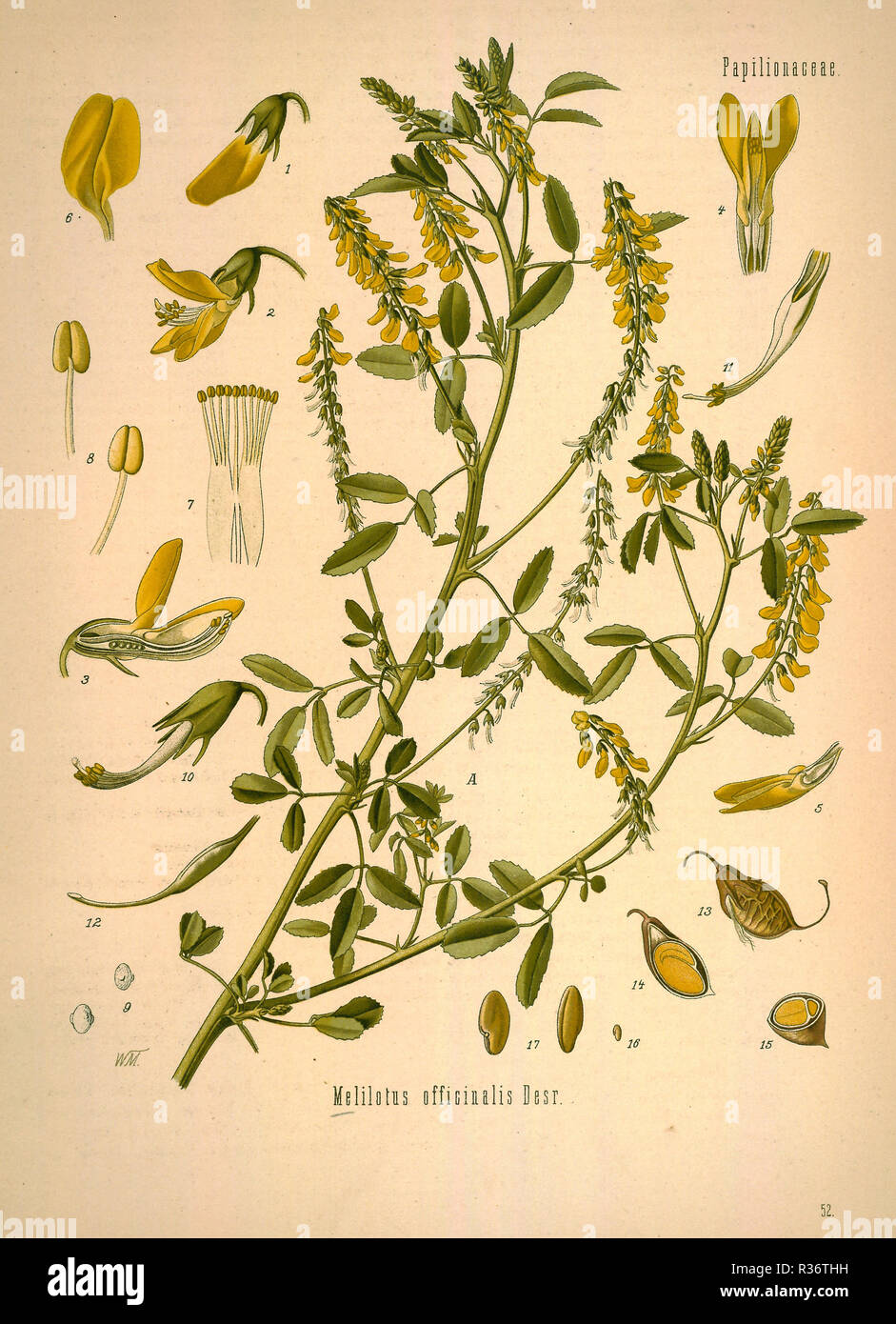 Beautiful vintage hand drawn illustrations of plants and flowers from ...