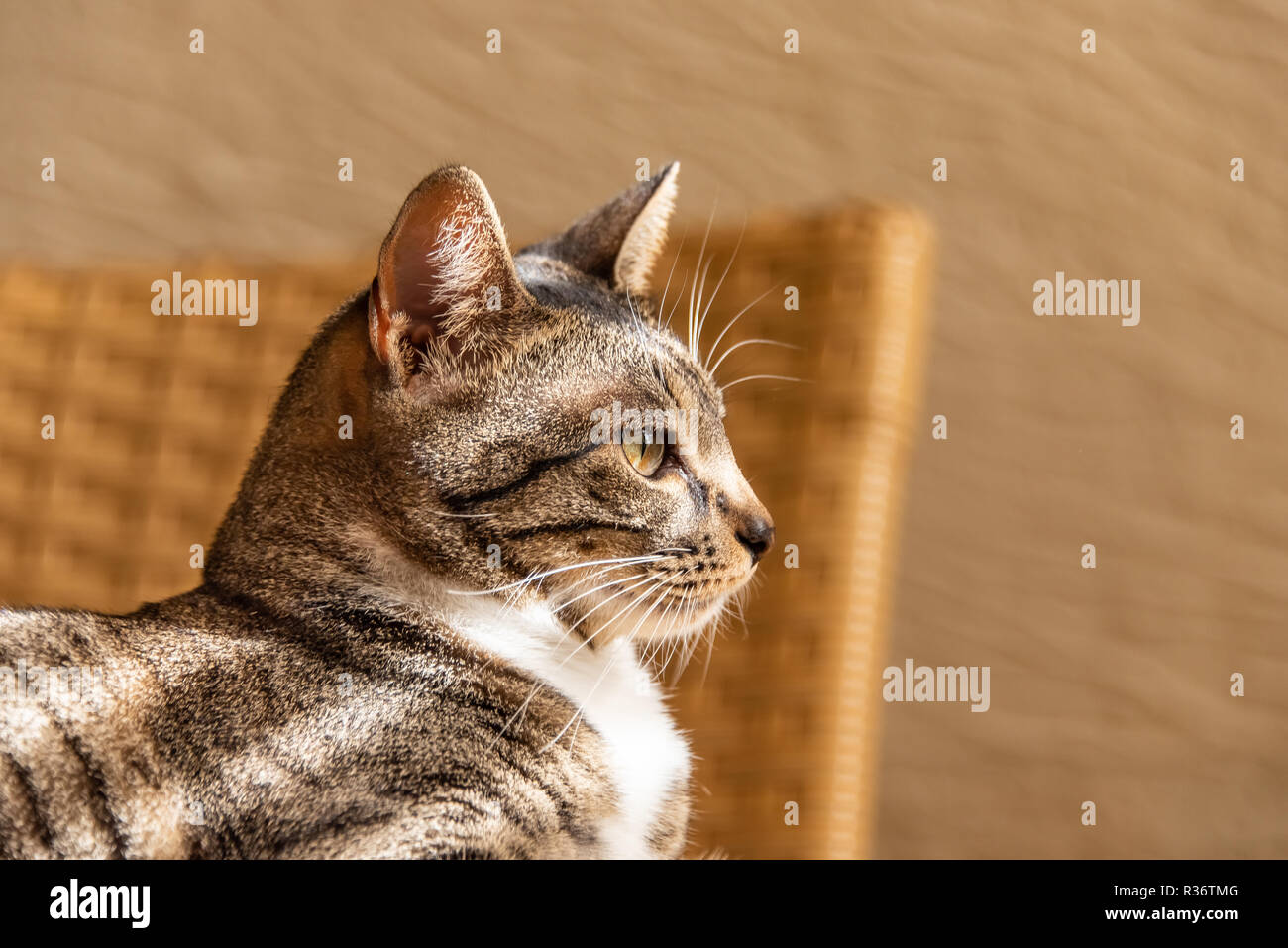 Sun rays on cat relaxing Stock Photo - Alamy