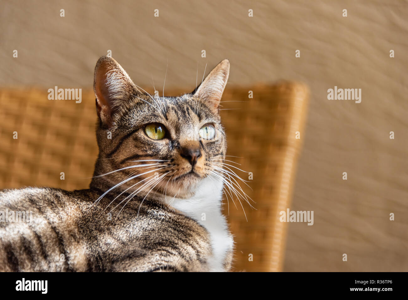Sun rays on cat relaxing Stock Photo - Alamy