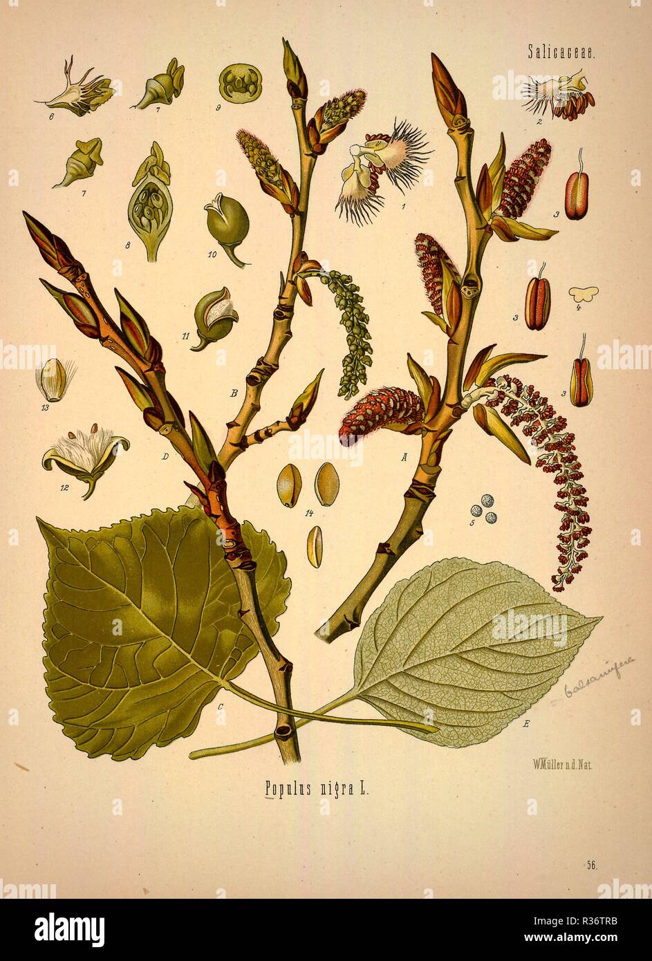 Beautiful vintage hand drawn illustrations of plants and flowers from ...