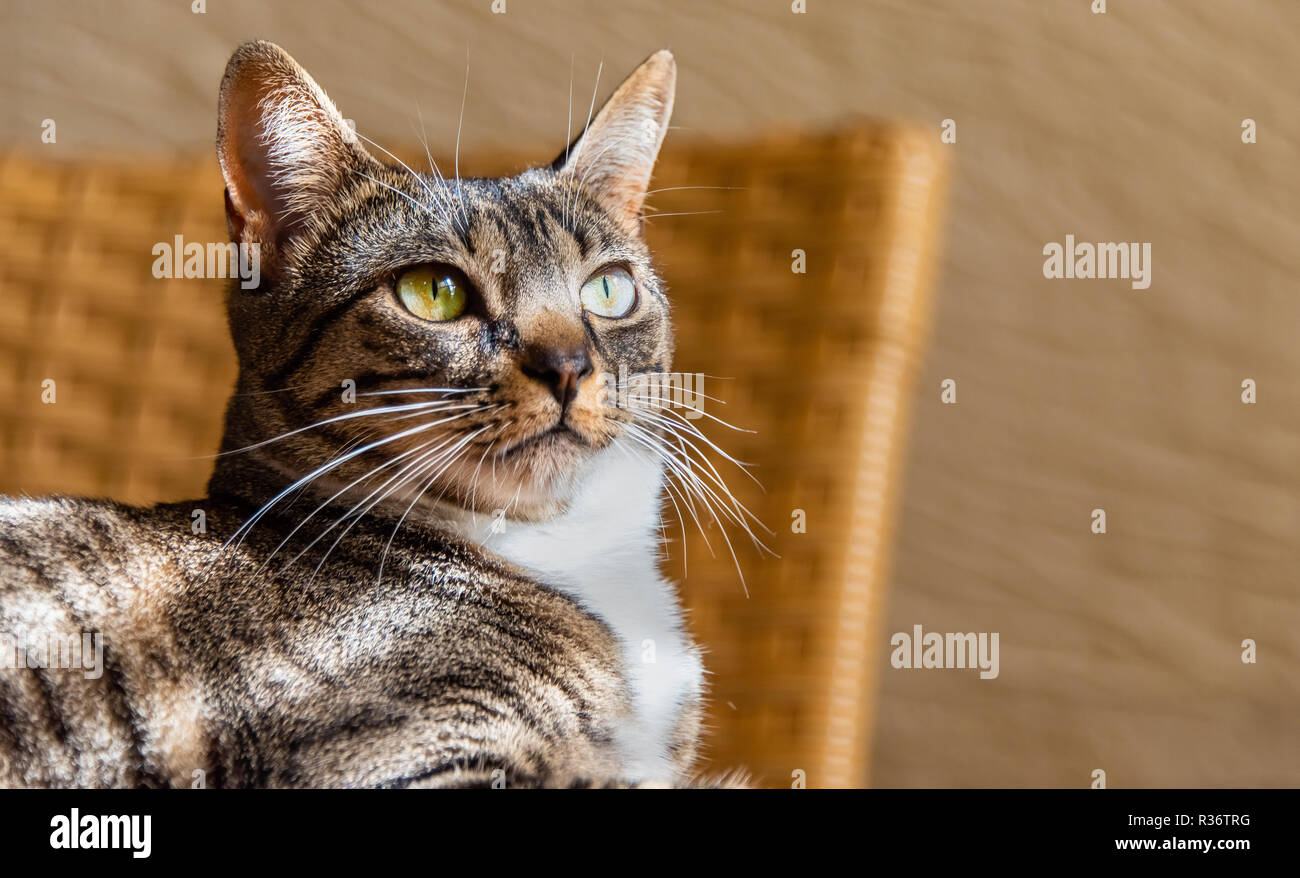 Sun rays on cat relaxing Stock Photo - Alamy